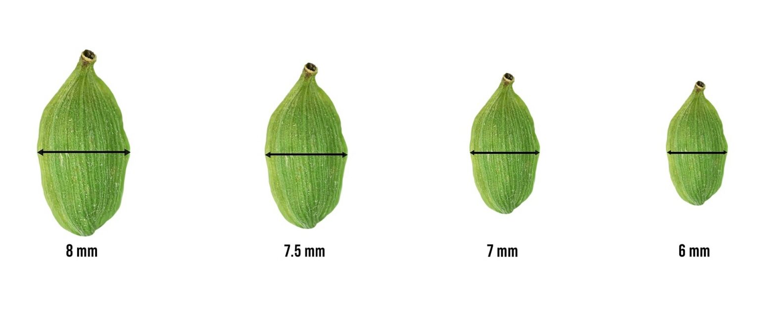 MAS India – Top Cardamom Exporter in India